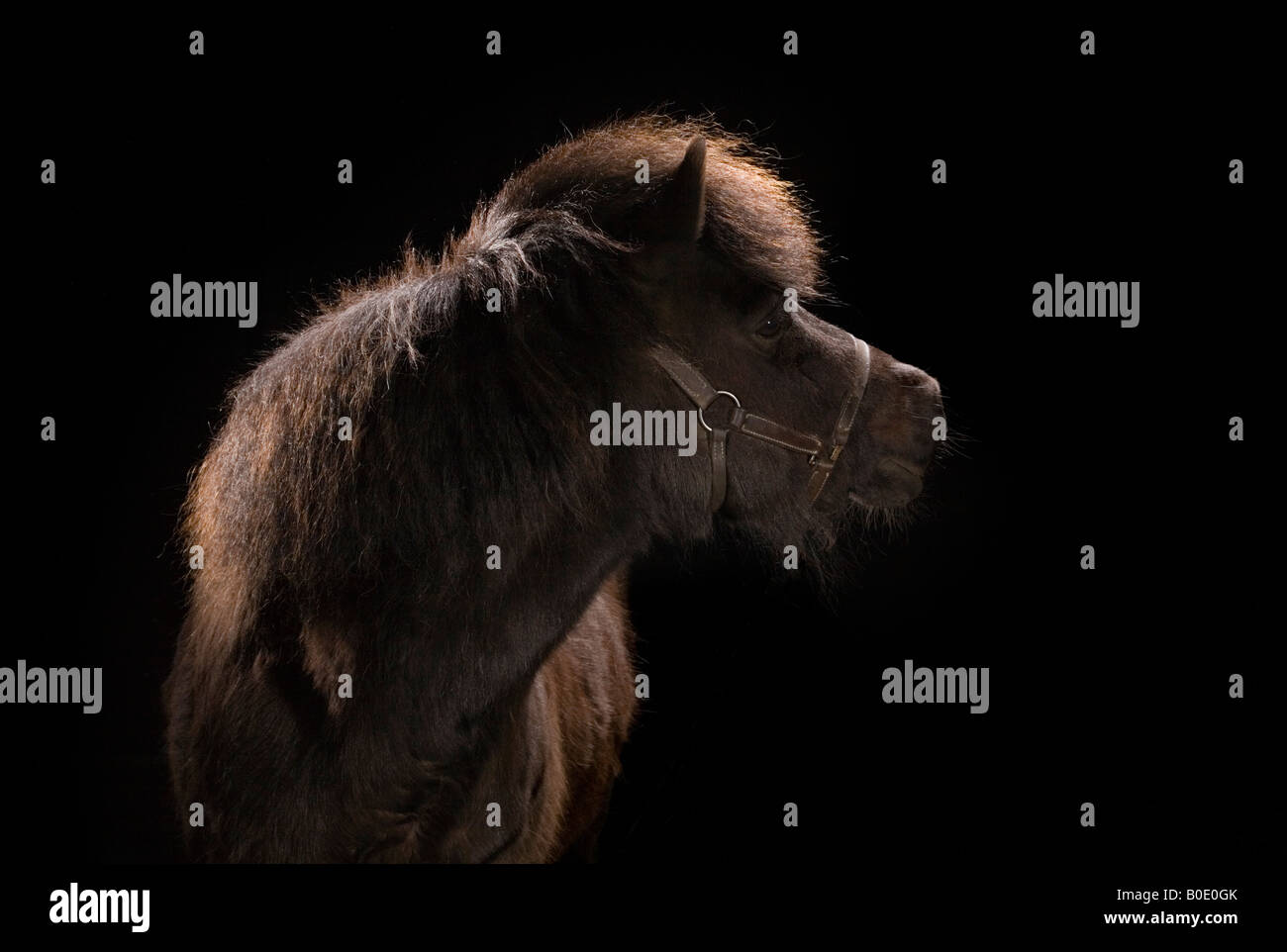 A Shetland Pony looking up Stock Photo - Alamy