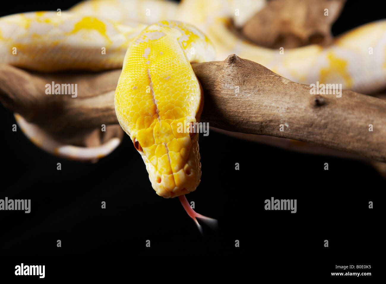 Albino Python on top of branch with head down Stock Photo - Alamy