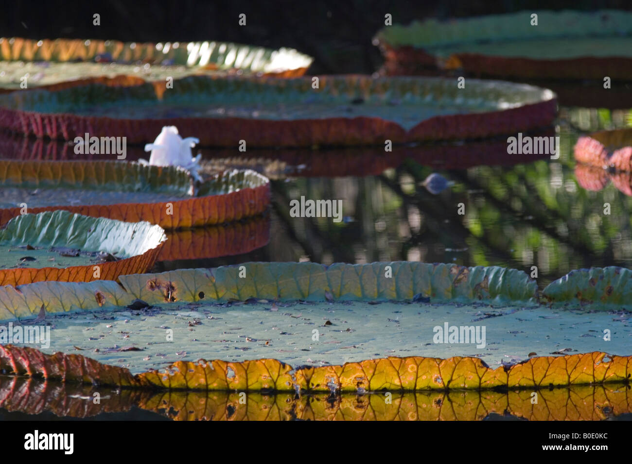 Giant Victoria Water Platter Victoria X Longwood Giant Water Lily Stock ...