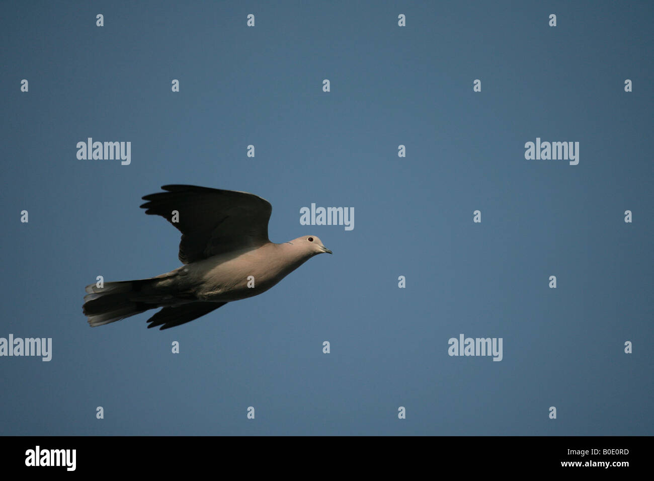 Collard dove bird hi-res stock photography and images - Alamy