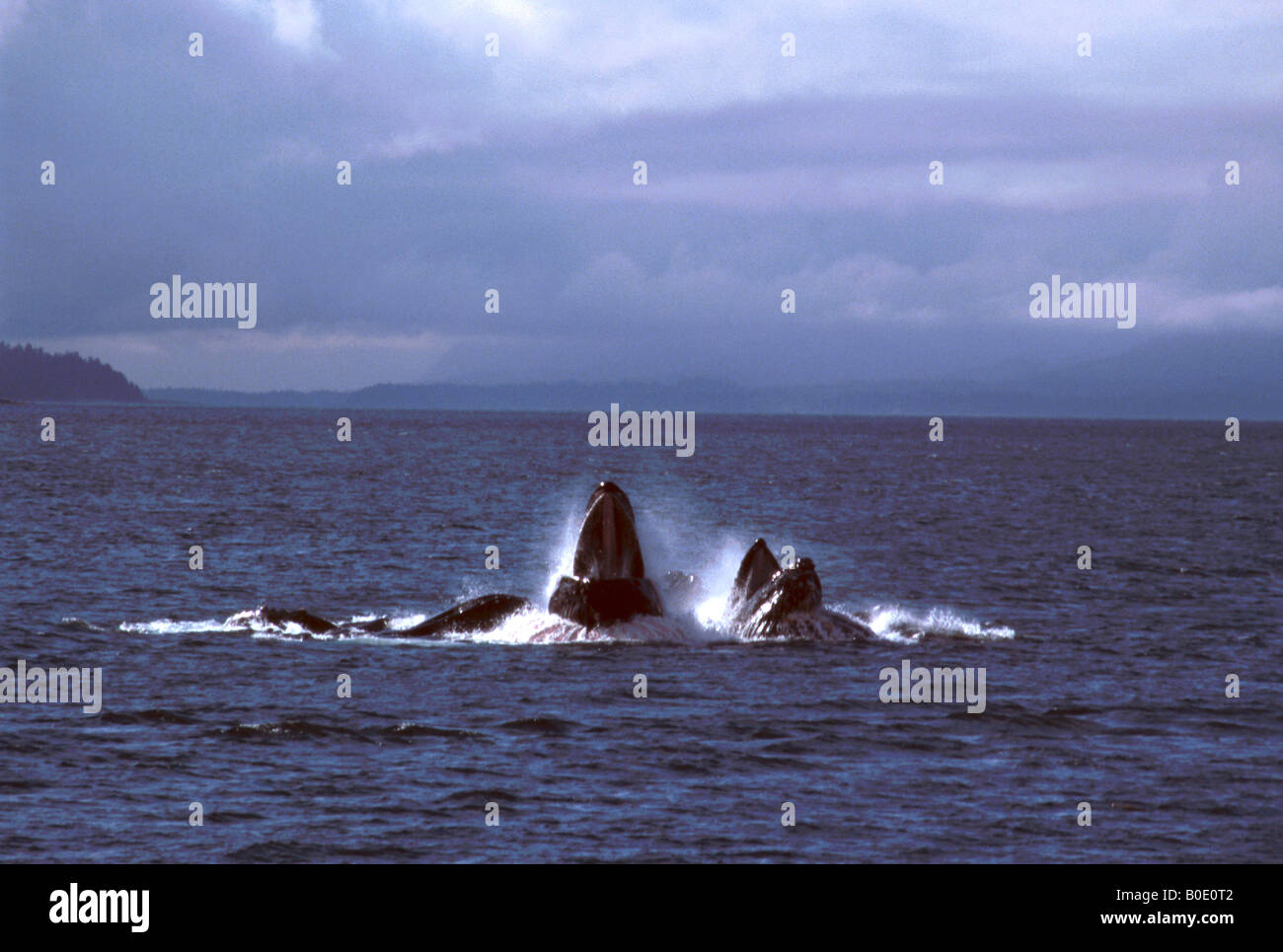 Bubble Netting Humpback Whales in Alaska Stock Photo - Alamy