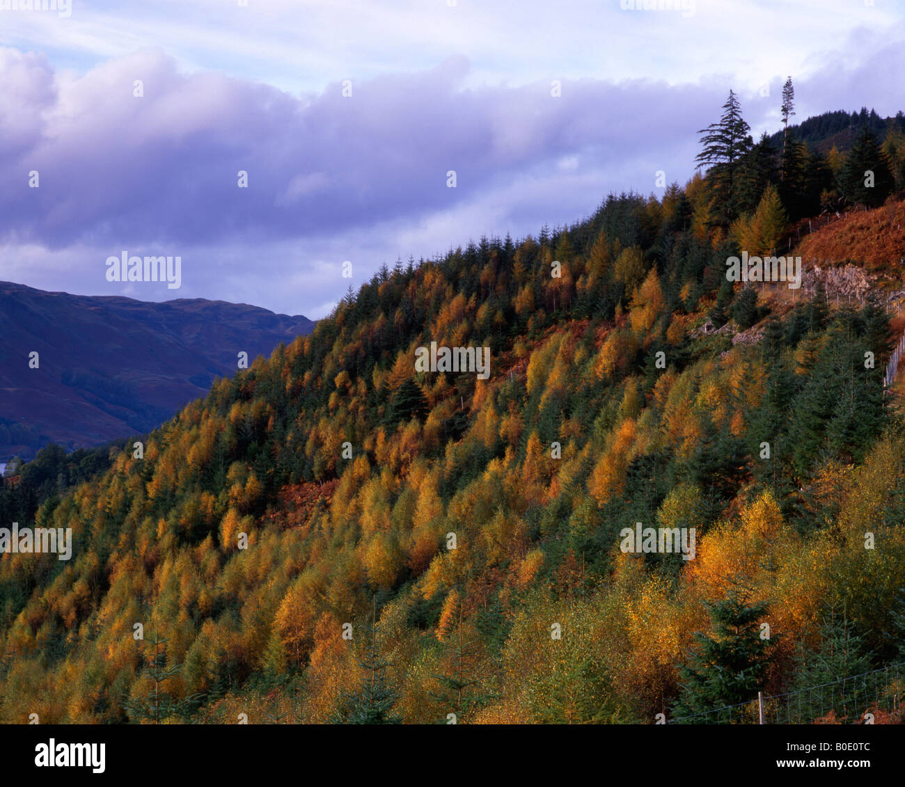 Autumn woodland, Kintail, Scotland, UK Stock Photo - Alamy