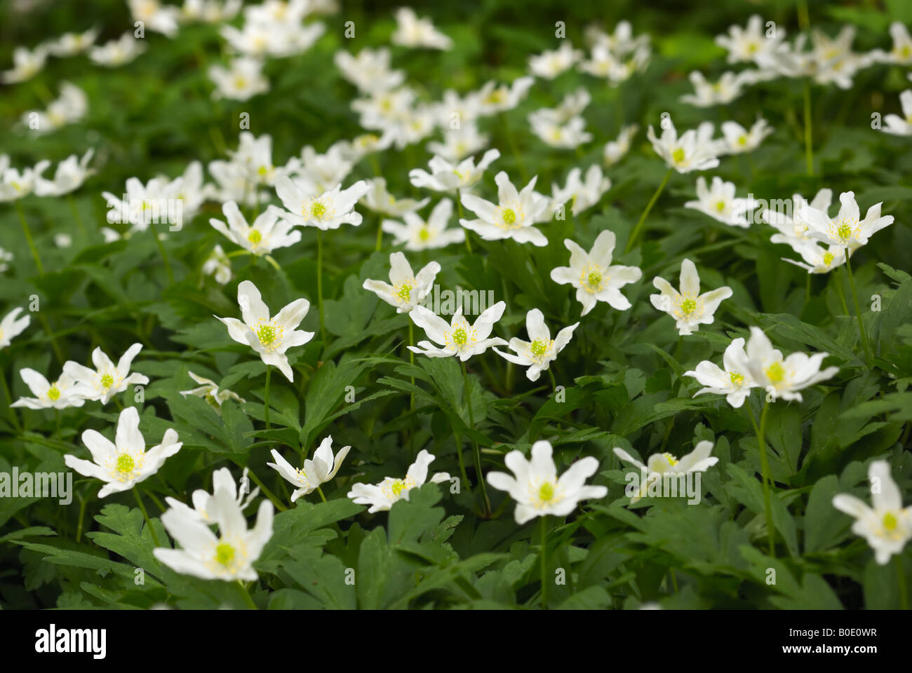 Group of wild anemones growing in forest Stock Photo - Alamy