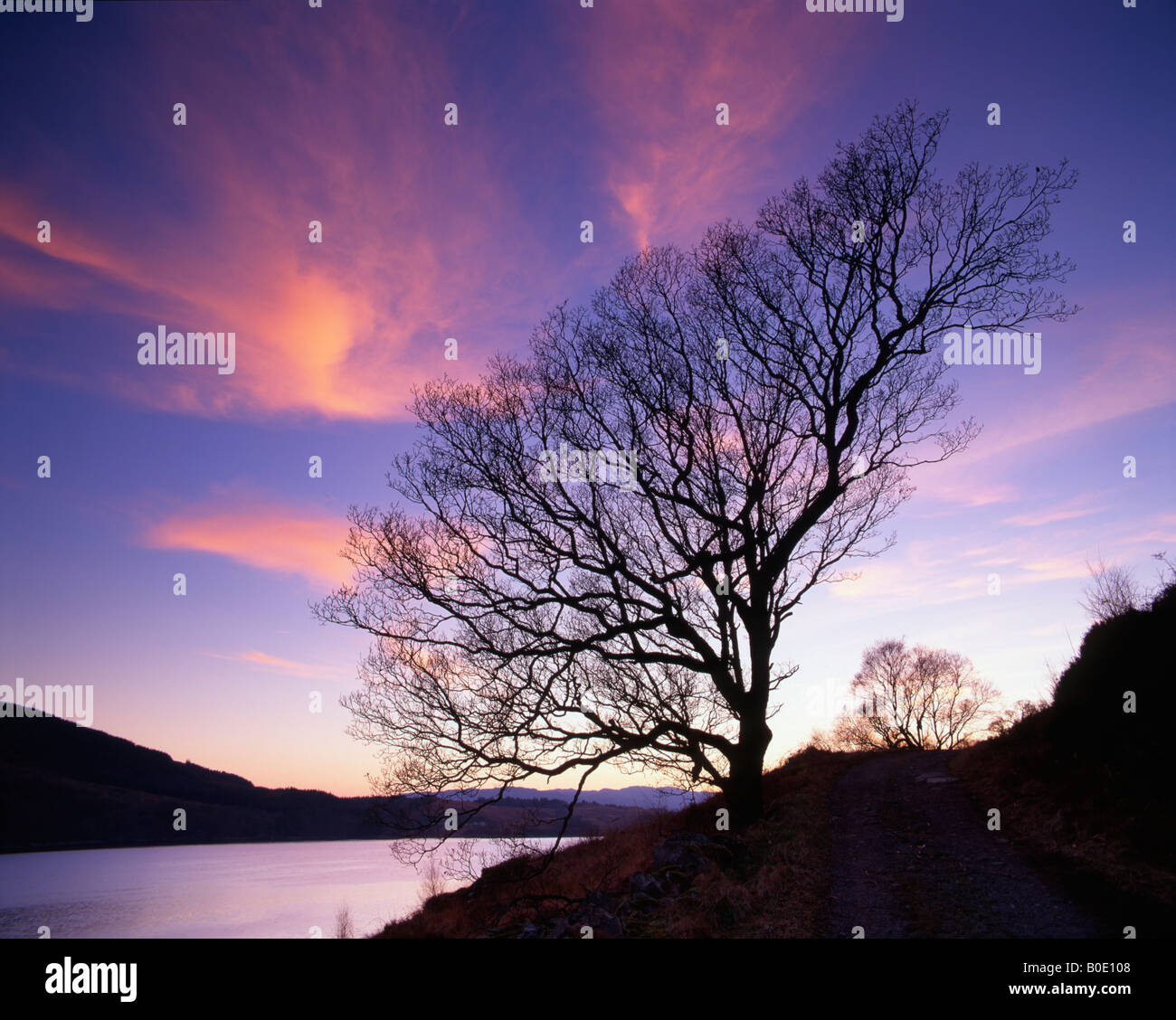 Tree silhouette at sunset on the shore of Loch Etive, Argyll, Scotland ...