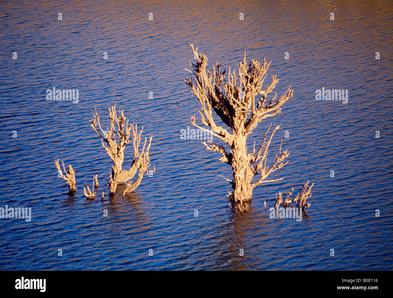 Dry trees inundated by the water. Mansilla reservoir. La Rioja province ...