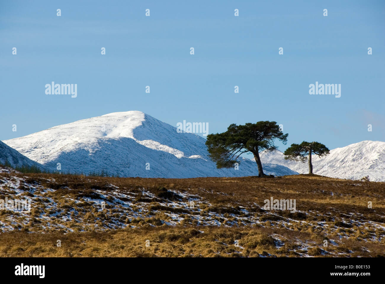 Caledonian Pines on Rannoch Moor with a snowy mountain background Stock ...