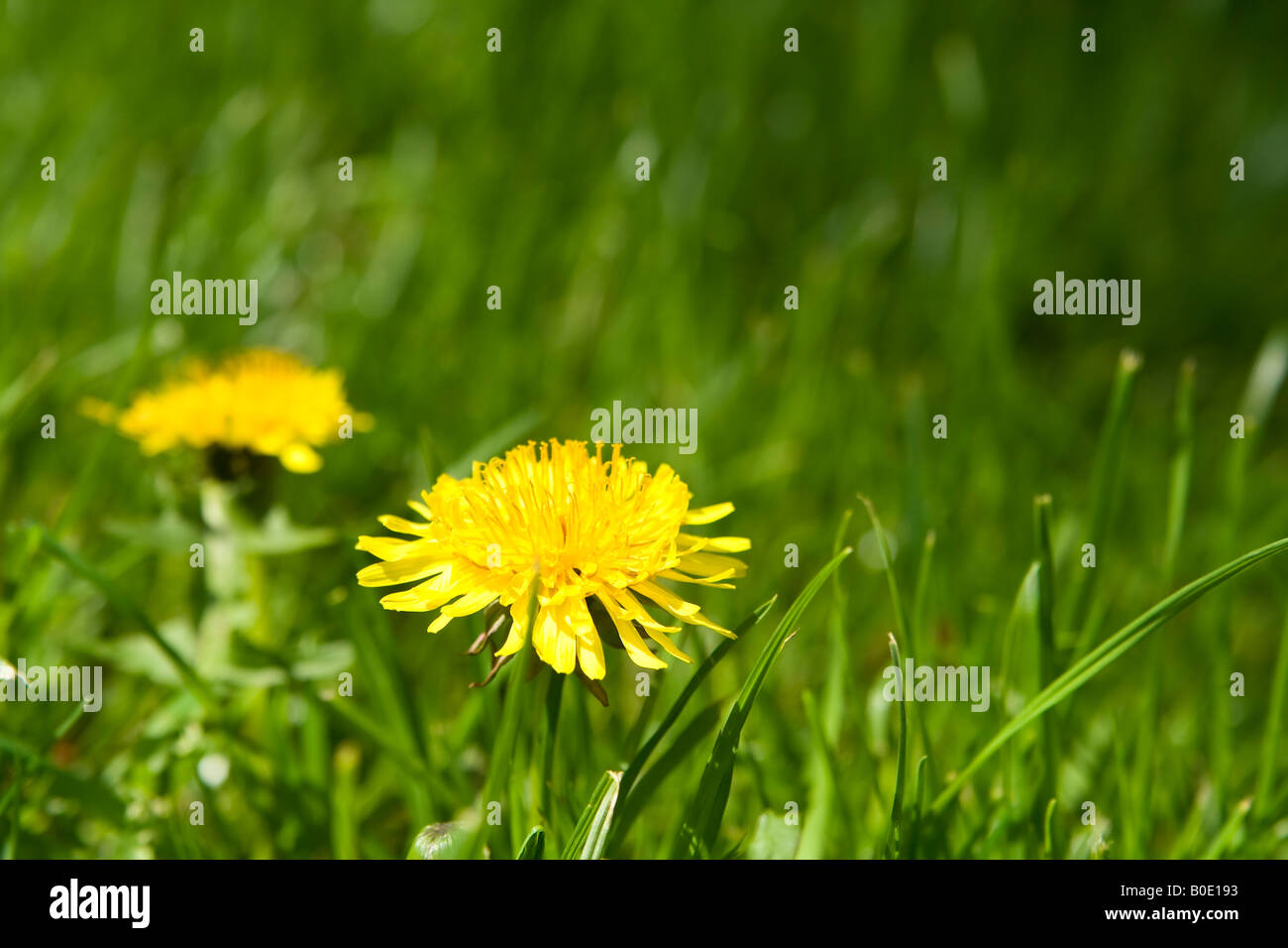 Dandelion uk hi-res stock photography and images - Alamy