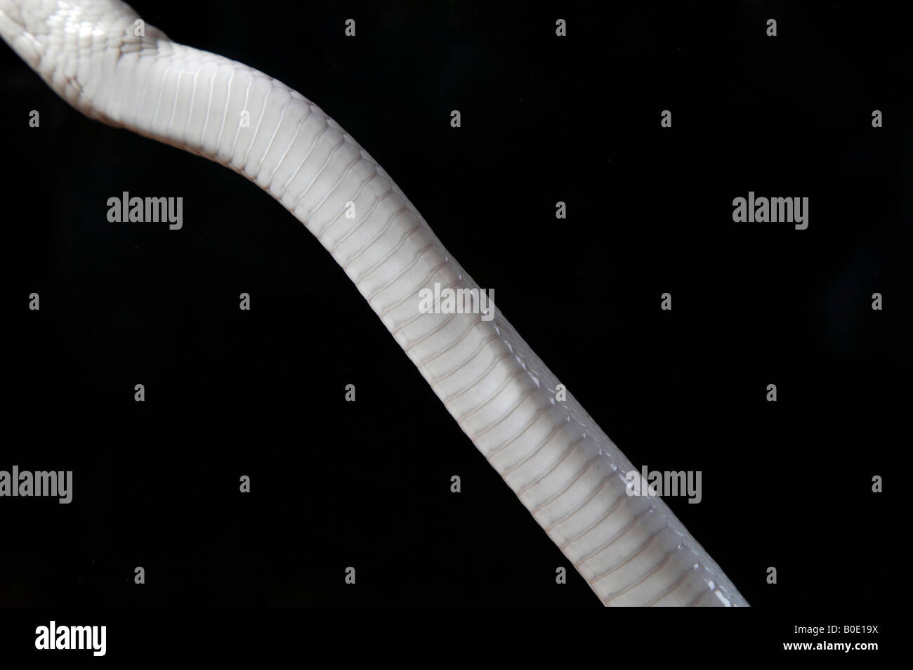 A part of body of Leucistic Ball Python Stock Photo - Alamy