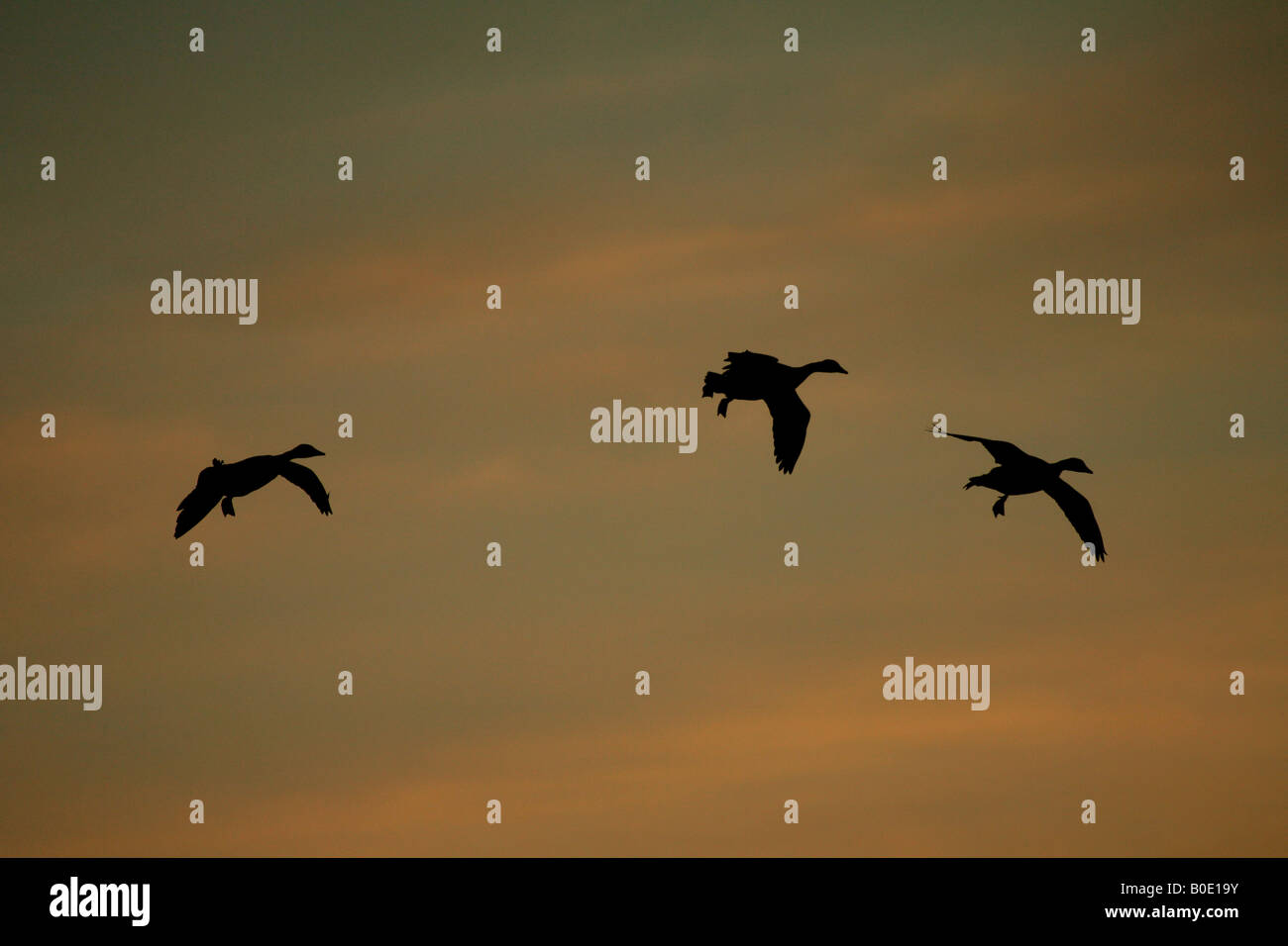 Pink-footed geese at sunset on the North Norfolk coast Stock Photo - Alamy
