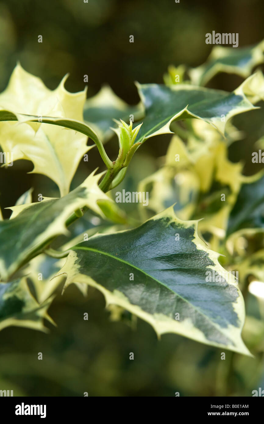 Variegated holly (Ilex variegata), UK Stock Photo - Alamy
