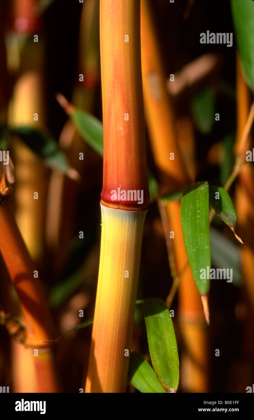 New canes of Phyllostachys aureosulcata Spectabilis. Bamboo Stock Photo ...