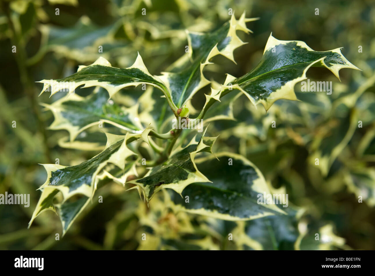 Variegated holly hi-res stock photography and images - Alamy