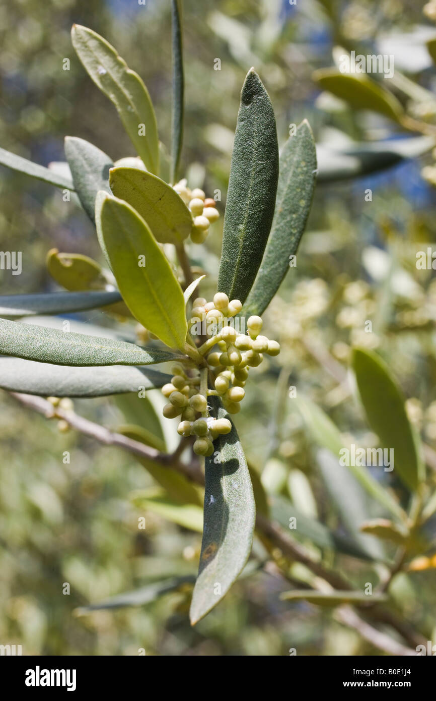 Budding spring hi-res stock photography and images - Alamy