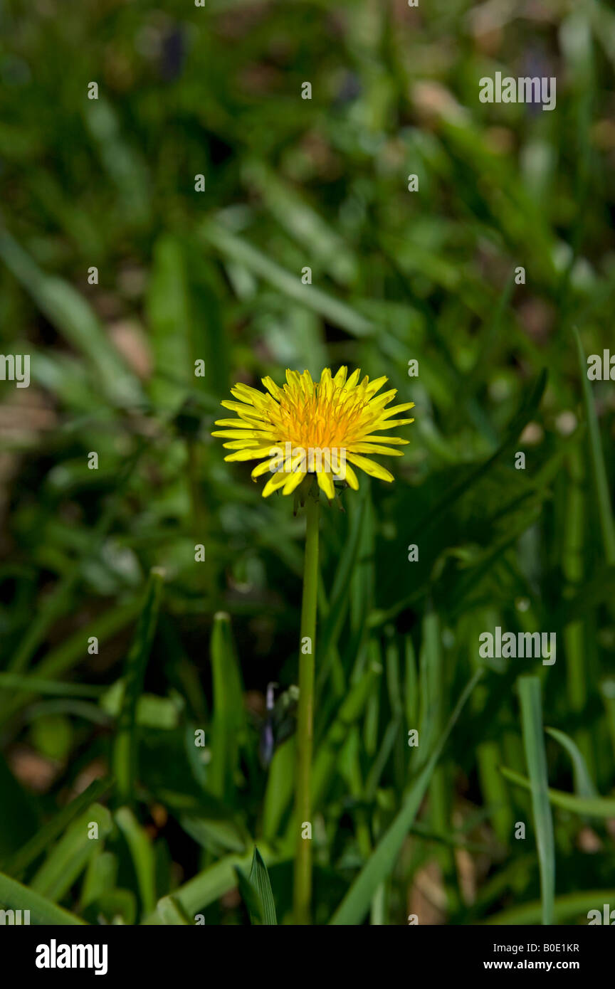 Flower of scotland hi-res stock photography and images - Alamy