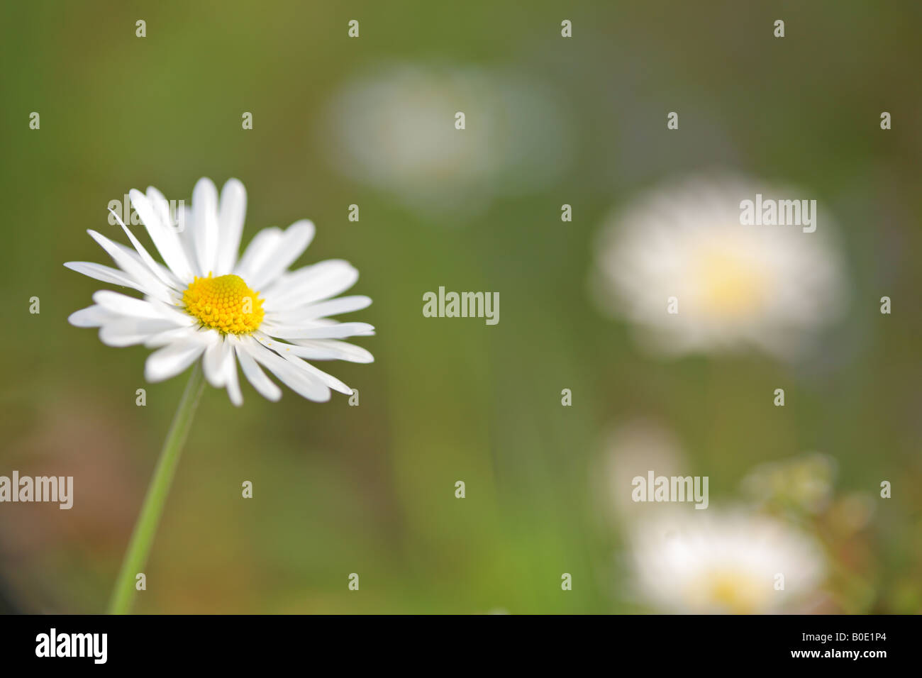 Flourish daisy hi-res stock photography and images - Alamy