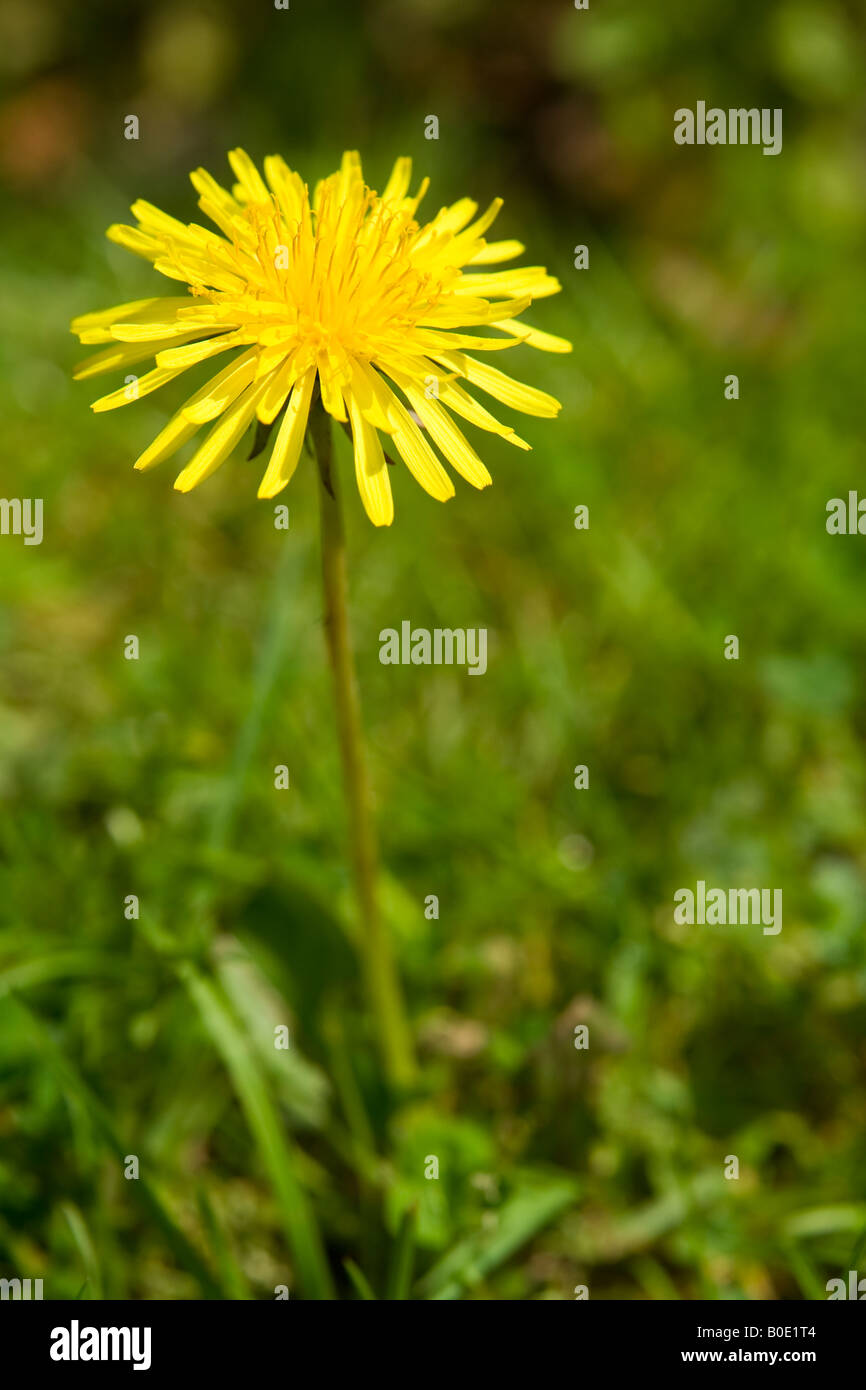 Dandelion uk hi-res stock photography and images - Alamy