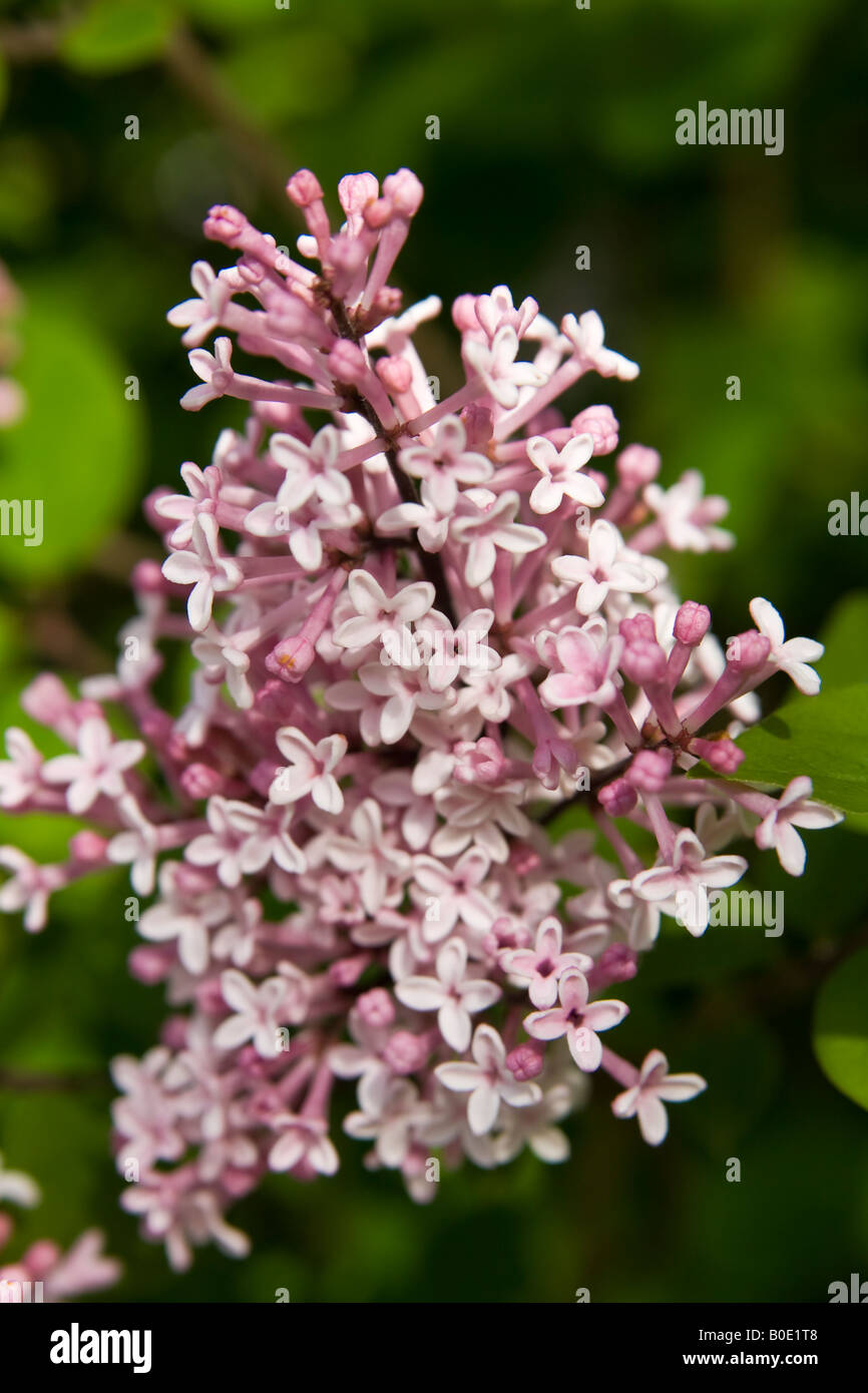 Miniature lilac hi-res stock photography and images - Alamy