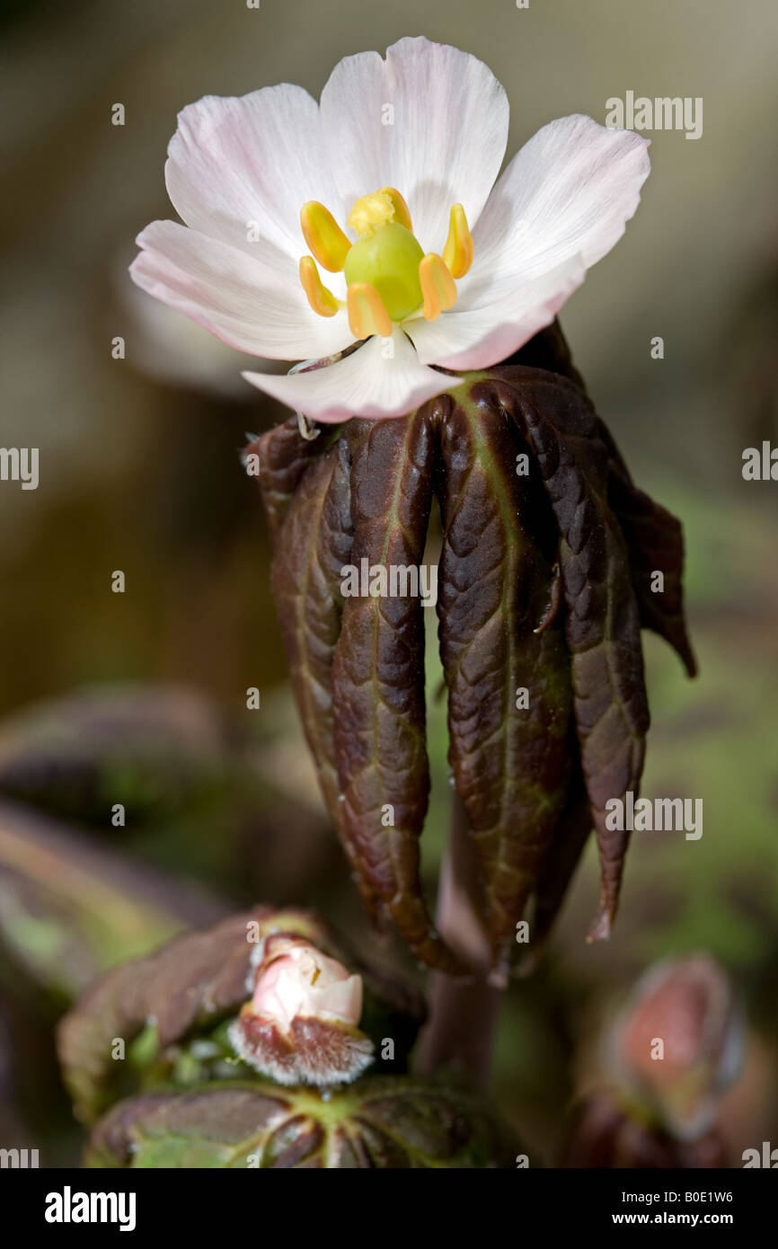 Podophyllum hexandrum hi-res stock photography and images - Alamy