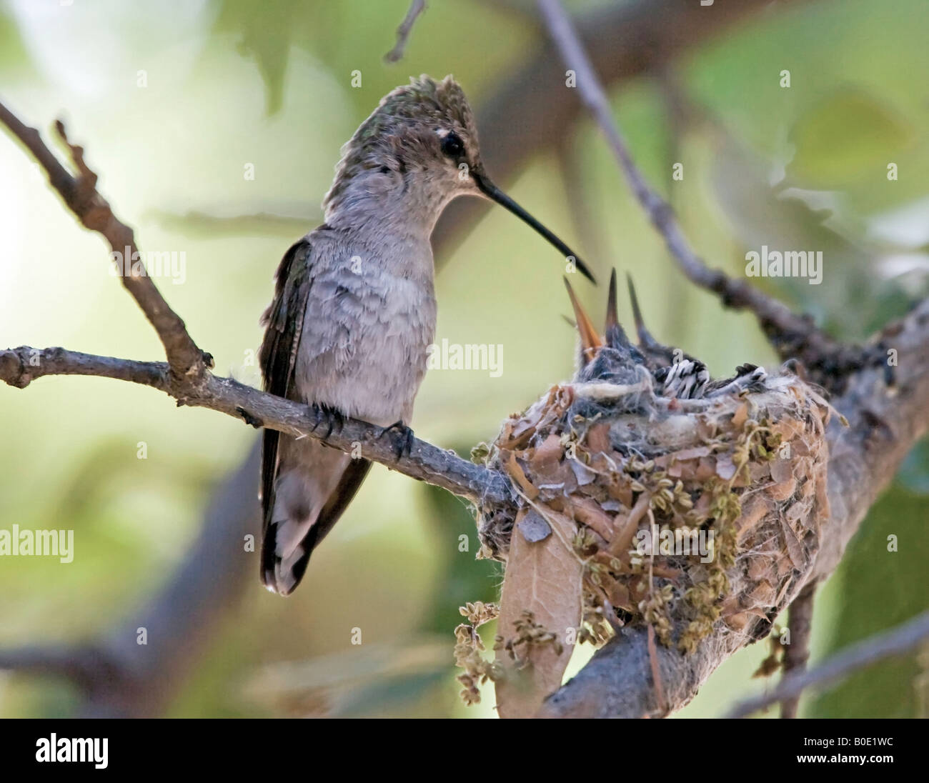 Hummingbird nesting hi-res stock photography and images - Alamy