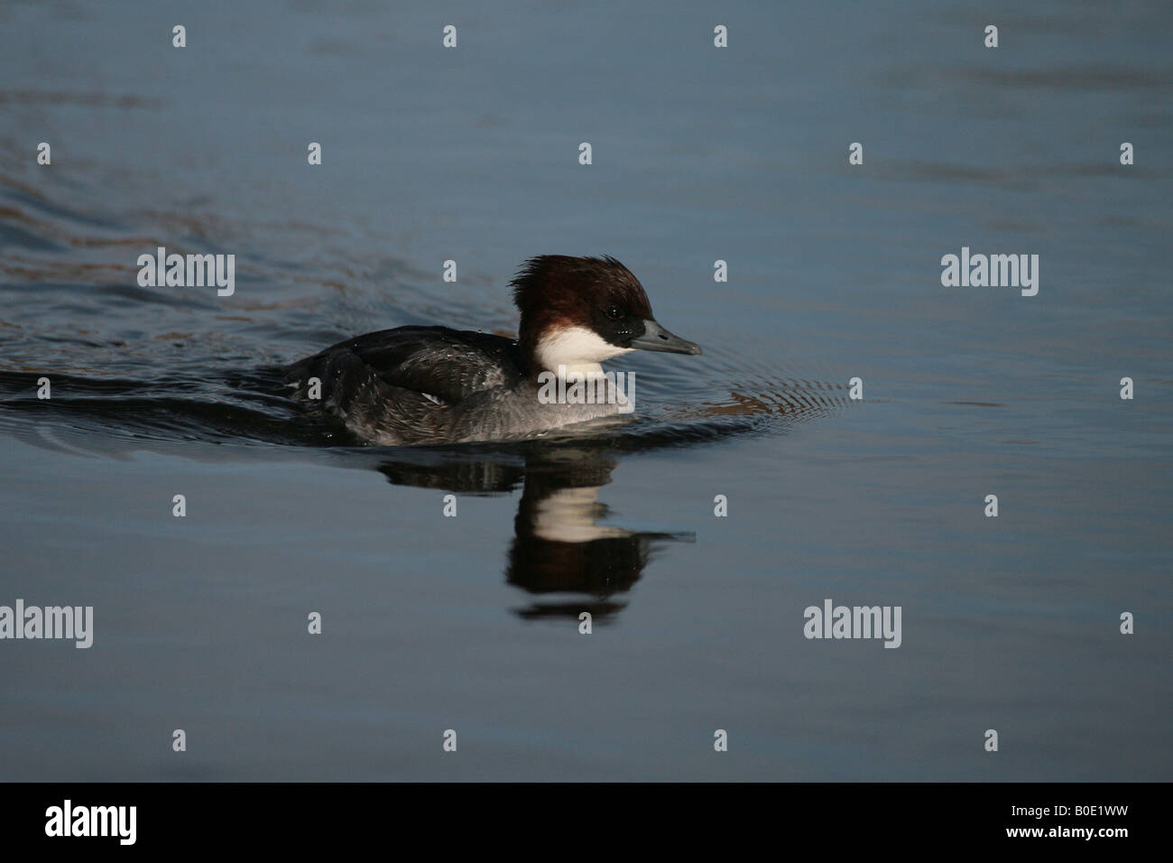 Female Smew Mergus albellus Stock Photo - Alamy