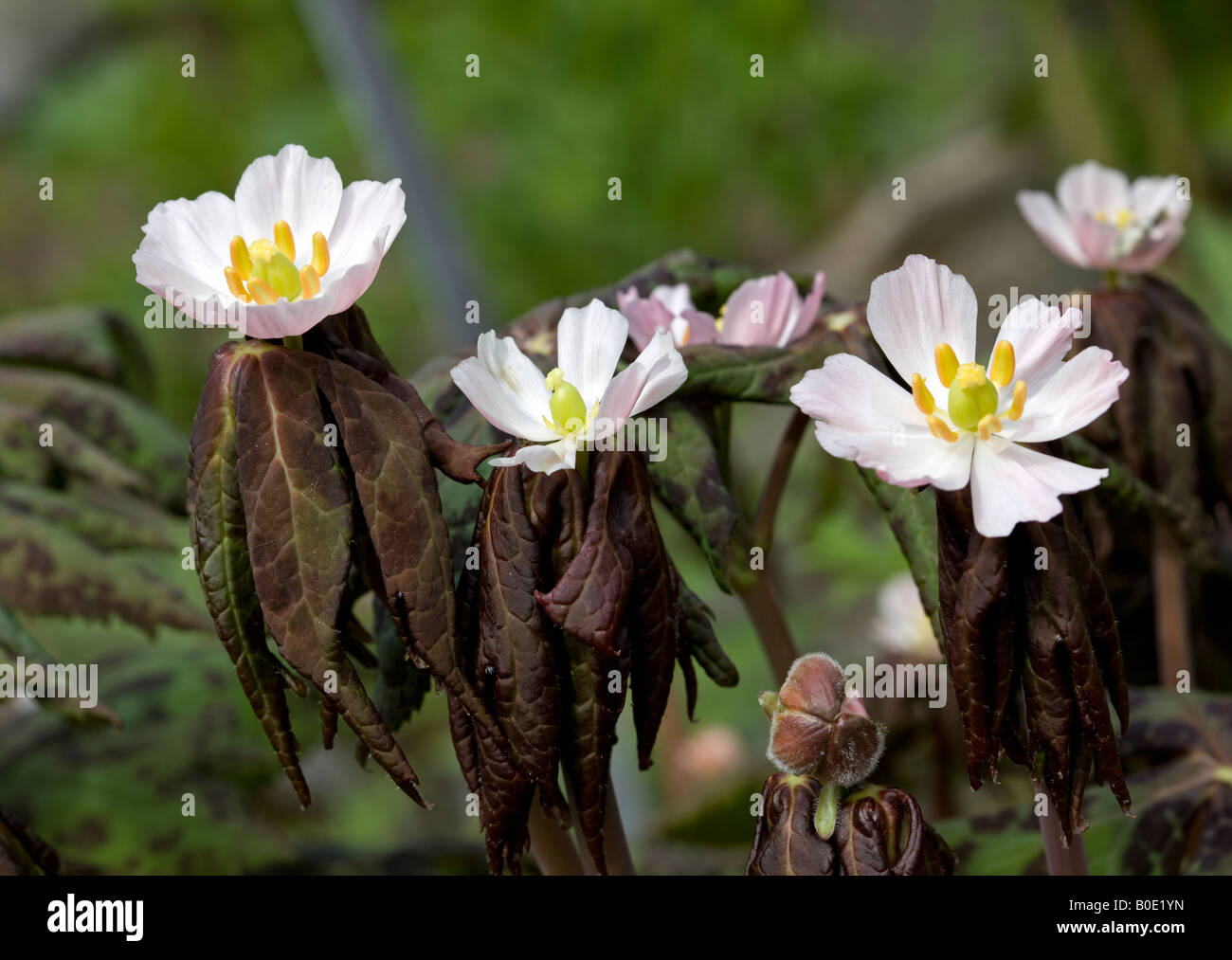 Himalayan May apple (Podophyllum hexandrum Stock Photo - Alamy