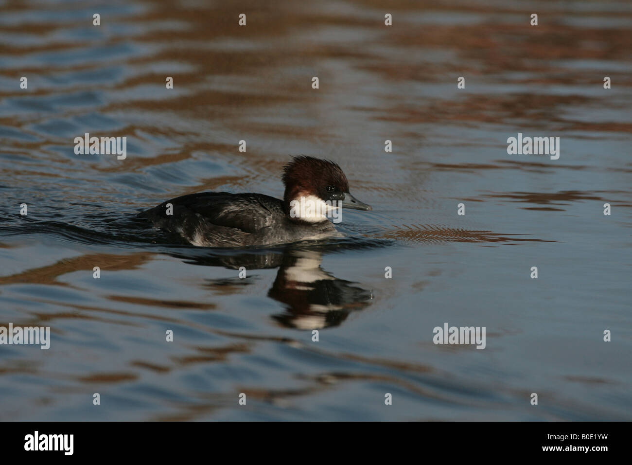 Female Smew Mergus albellus Stock Photo - Alamy