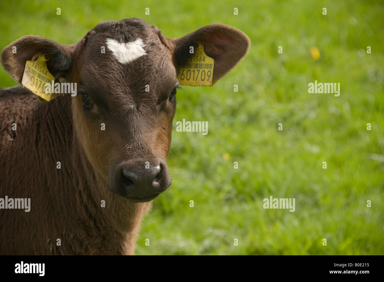 young dairy calf with yellow ear tags for ID identification standing in ...