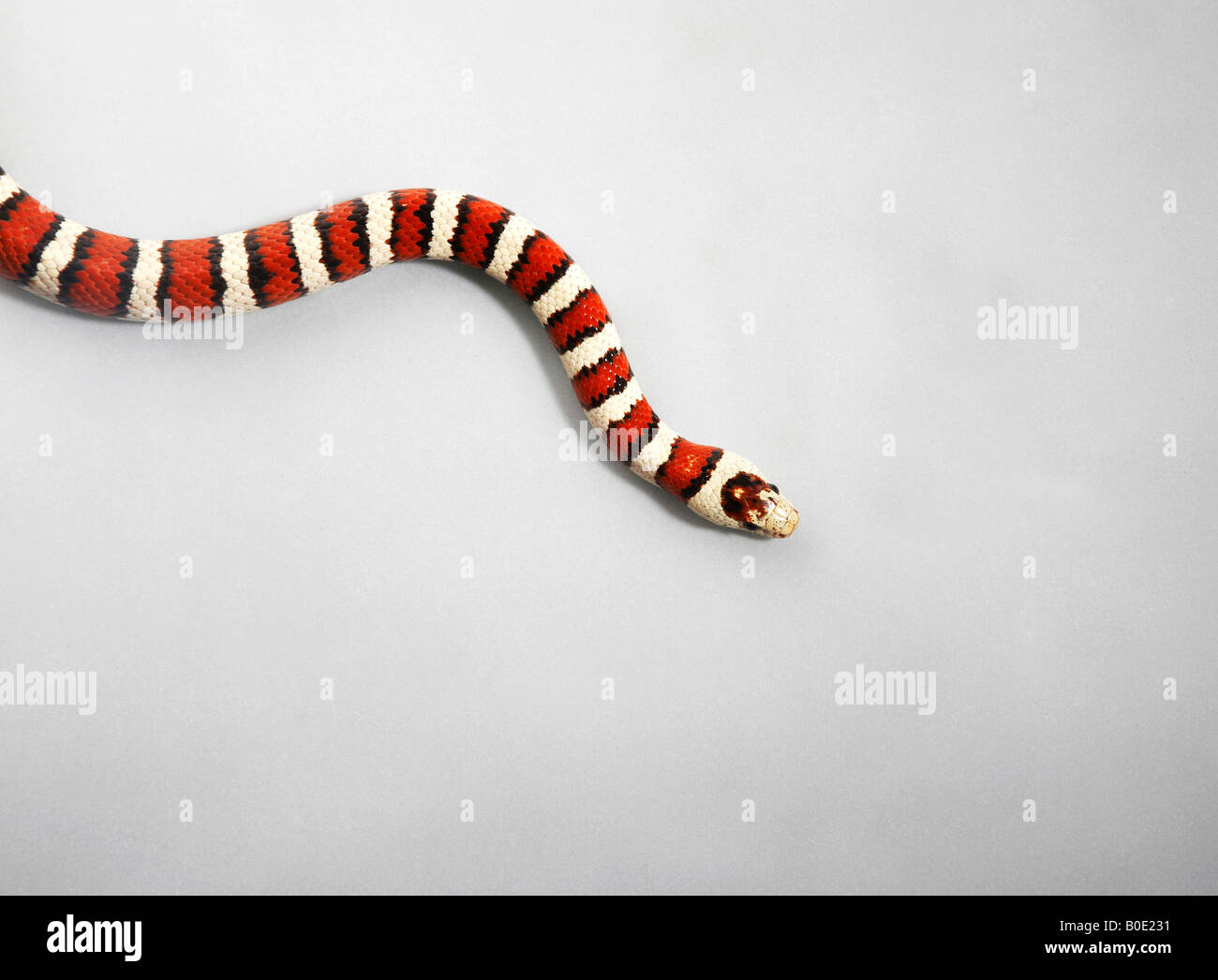 Graybanded Kingsnake coiling on the floor Stock Photo - Alamy