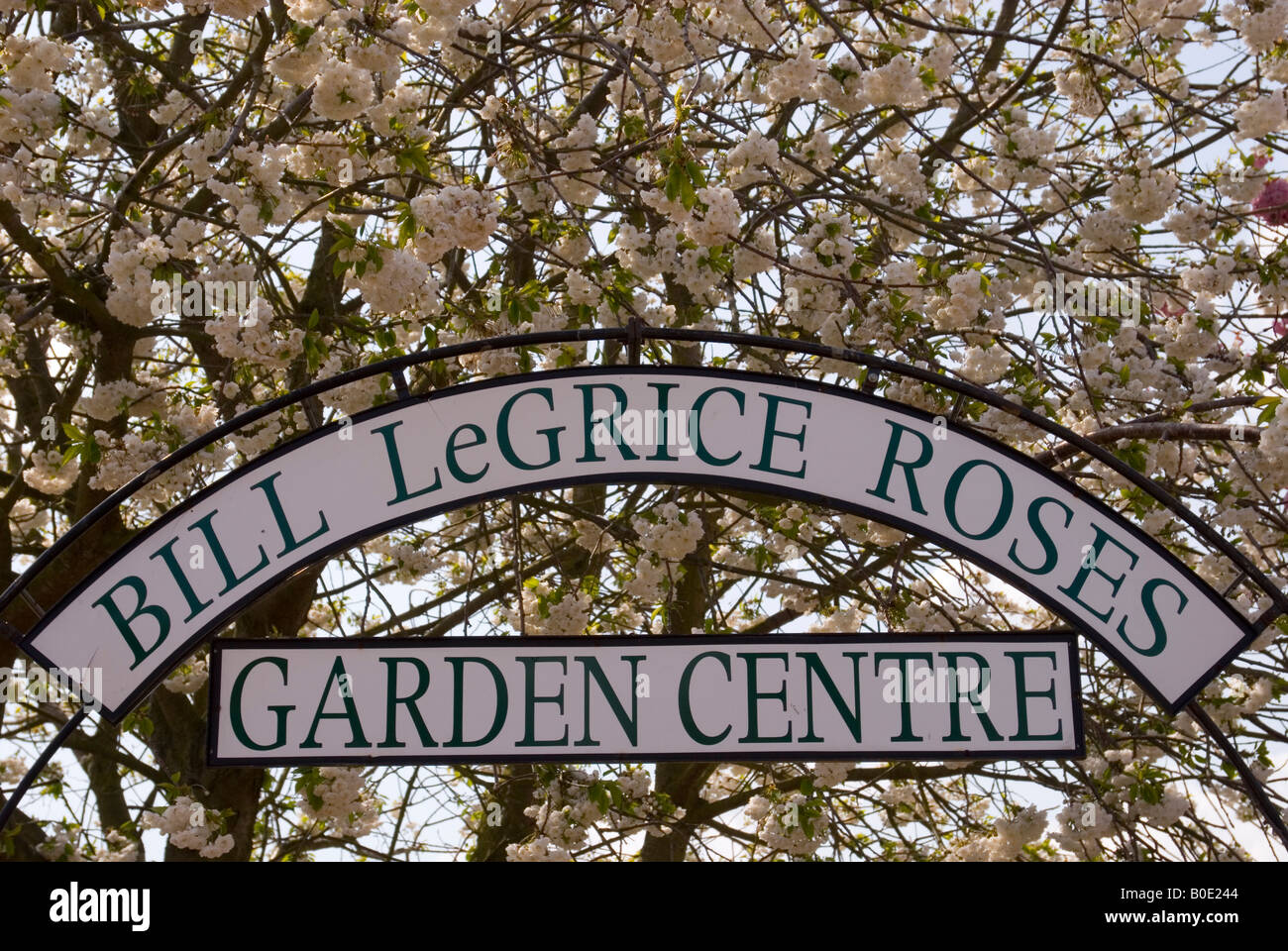 Bill Legrice Roses Garden Centre At Wroxham Barns,Norfolk,Uk Stock ...