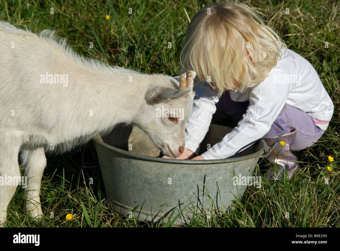 Child playing with goat hi-res stock photography and images - Alamy
