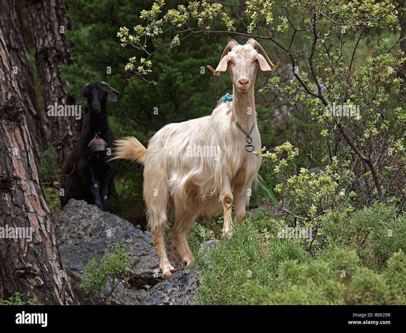 DOMESTICATED GOAT IN ROCKY WOODLAND NEAR MARMARIS MUGLA TURKEY Stock ...