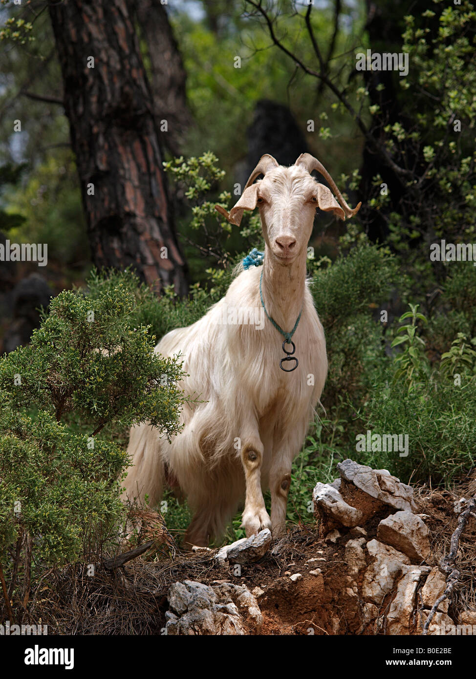 DOMESTICATED GOAT IN ROCKY WOODLAND NEAR MARMARIS MUGLA TURKEY Stock ...