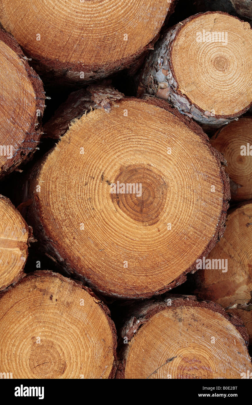 Ends of Sawn Logs Stock Photo - Alamy