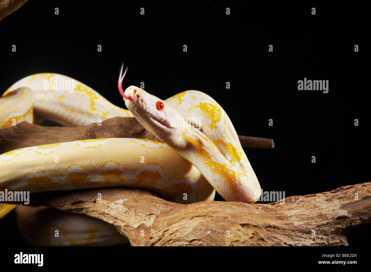 Albino Python on top of branch with head up Stock Photo - Alamy