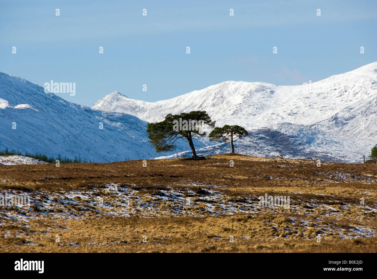 Caledonian Pines on Rannoch Moor with a snowy mountain background Stock ...