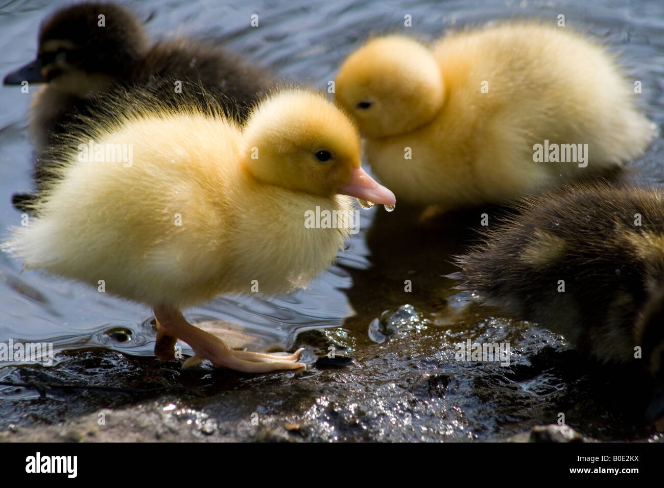 Yellow Mallard (Anas Platyrhynchos) duckling at the water's edge ...