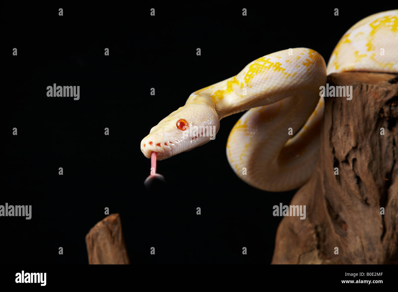 Burmese python close up tongue hi-res stock photography and images - Alamy