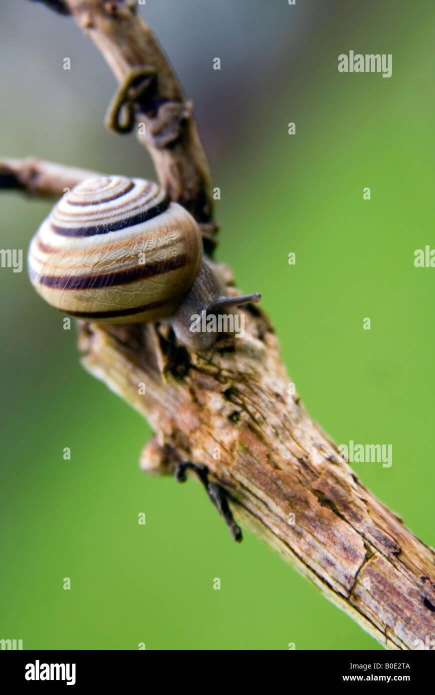 Snail resting in his hut on a plant branch Stock Photo - Alamy