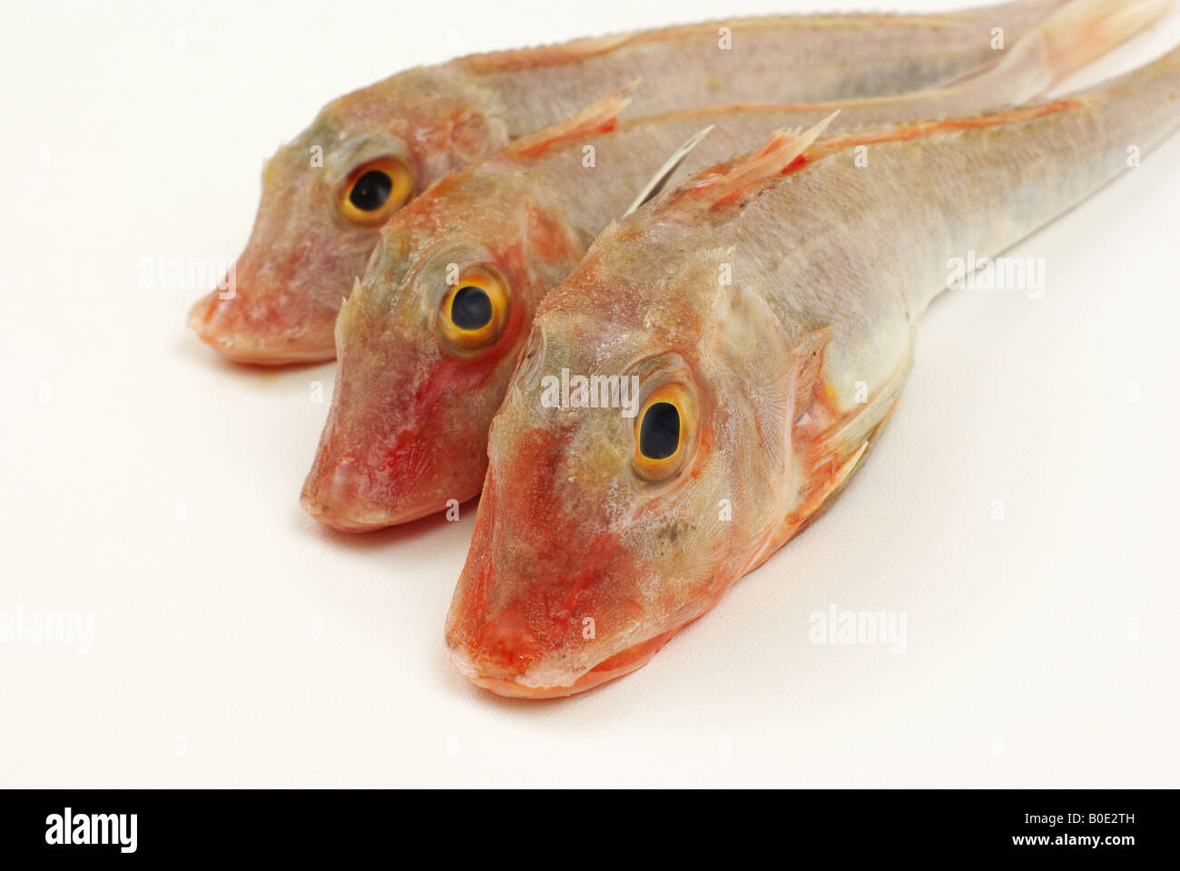 Gurnard fish hi-res stock photography and images - Alamy
