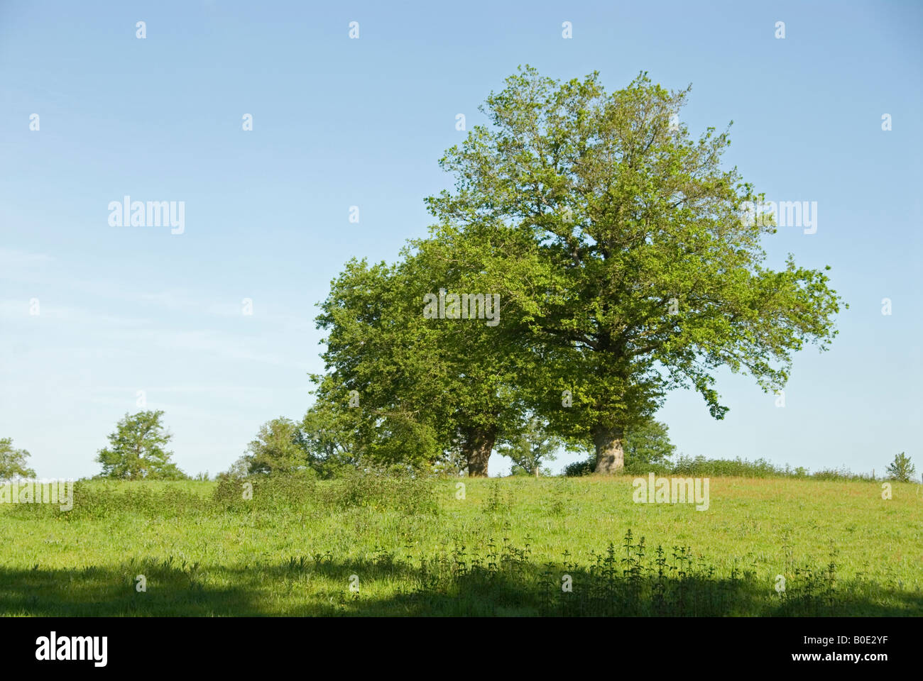 Stock photo of an Oak tree on a hill set off against a blue sky The ...