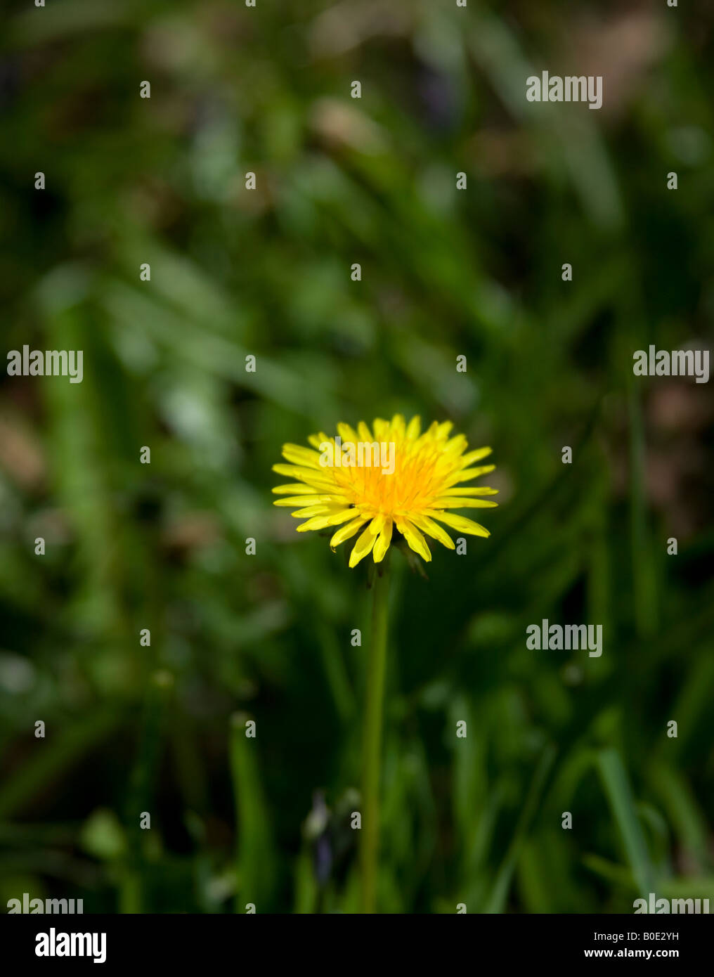 Yellow flower scotland hi-res stock photography and images - Alamy
