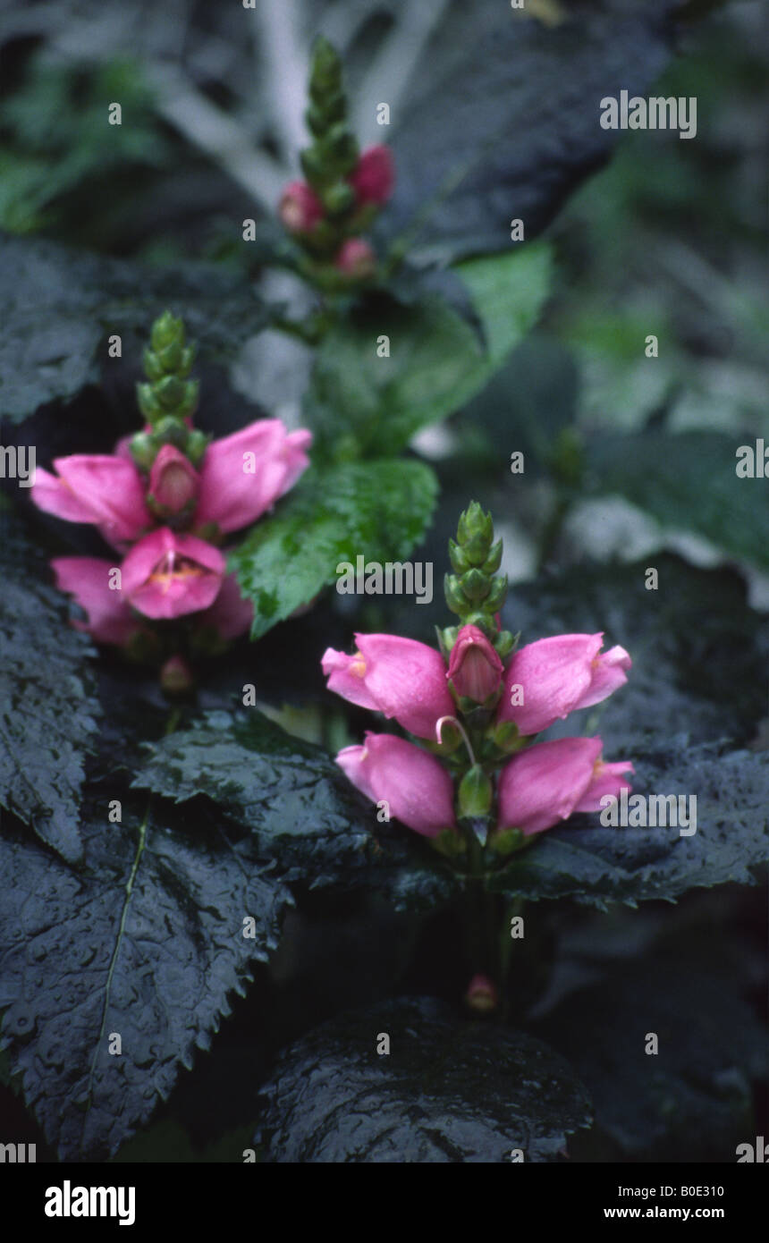 Chelone obliqua variety Turtlehead Stock Photo - Alamy