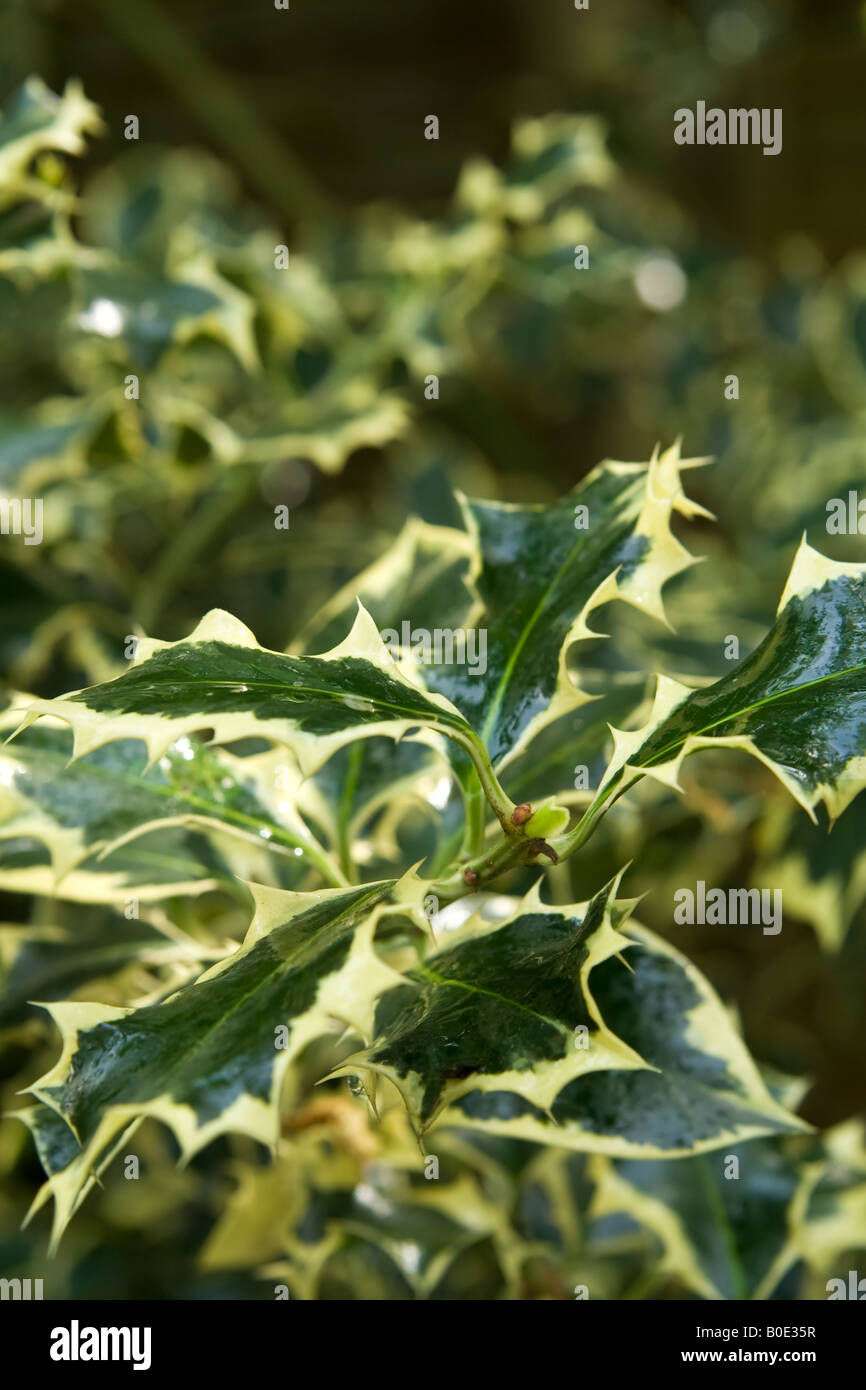 Evergreen variegated shrub hi-res stock photography and images - Alamy