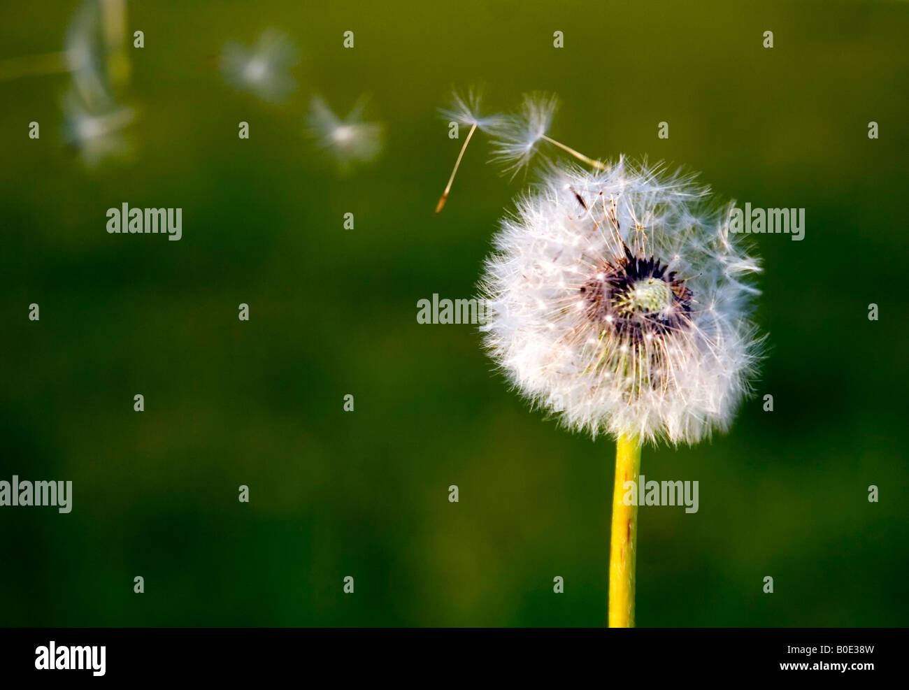 A Dandelion blowing its seed in the wind Stock Photo - Alamy