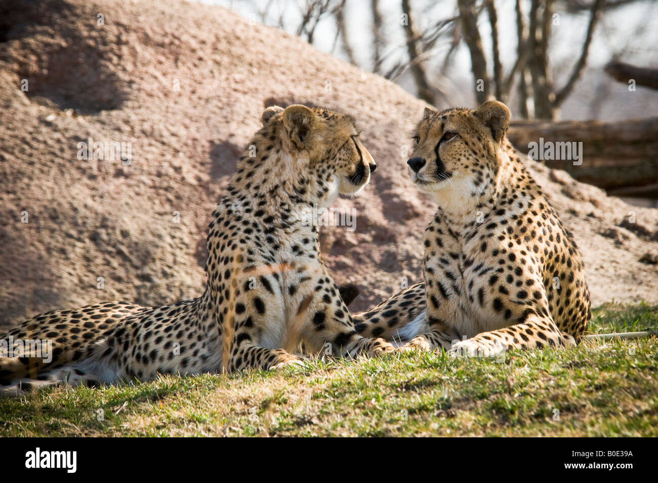 Two cheetah looking at each other Stock Photo - Alamy
