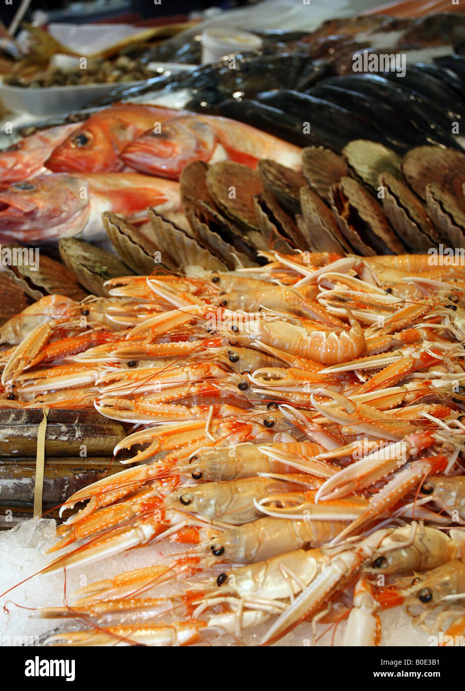 Freshly caught langoustines in a display Stock Photo - Alamy