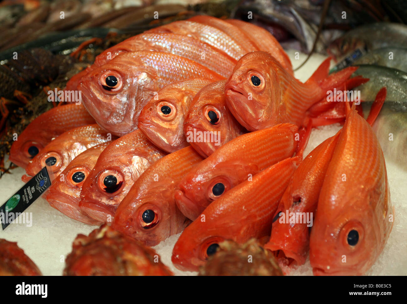 A stack of fresh red snapper fish Stock Photo - Alamy