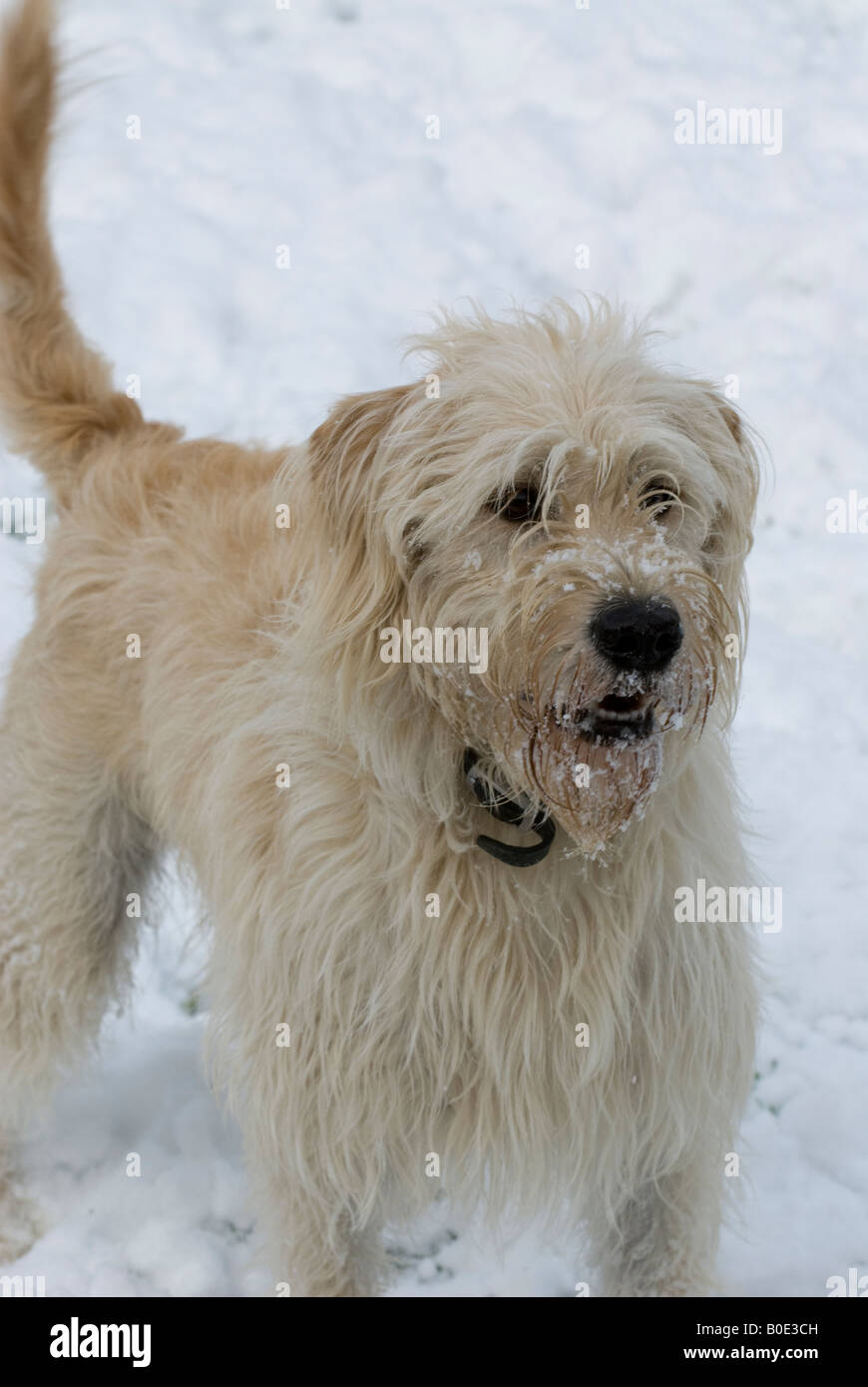 Labradoodle hi-res stock photography and images - Alamy
