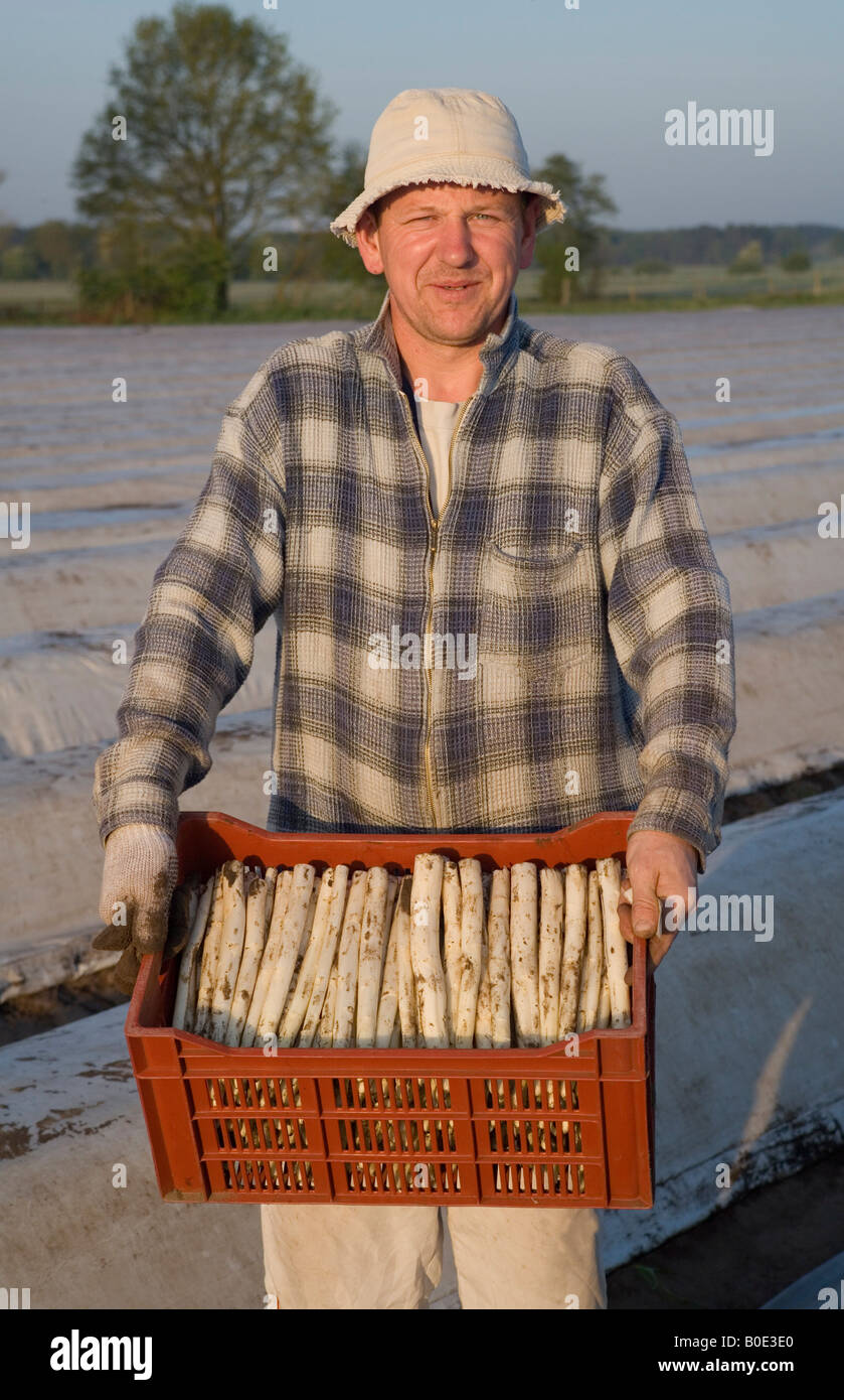 Polish seasonal workers harvesting asparagus hi-res stock photography ...