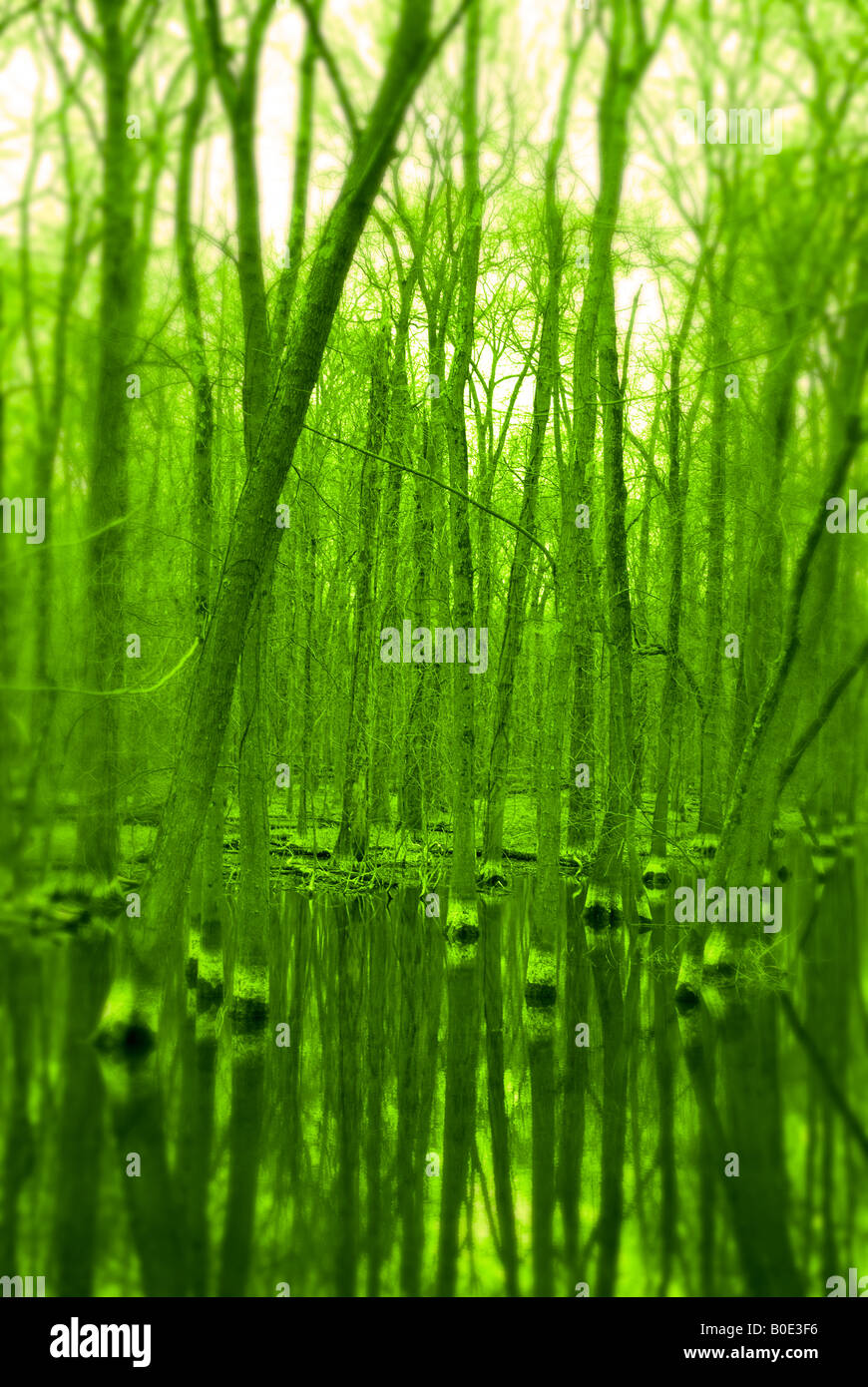 a swampy area near a river Stock Photo - Alamy